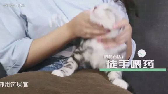 猫咪喂药大法!主子:铲屎的,你已经失去朕了!