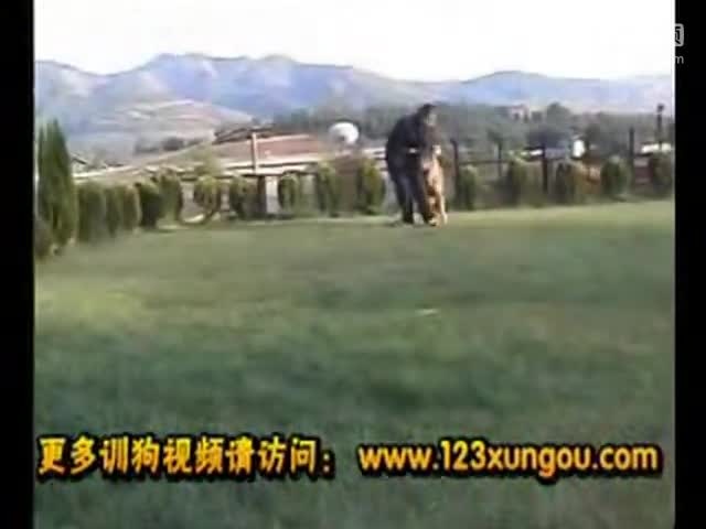 比特犬咬死藏獒 比特犬吧 咬死土狗