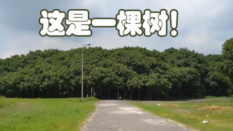 印度树也能开挂?250岁大树独木成林,占地三个足球场