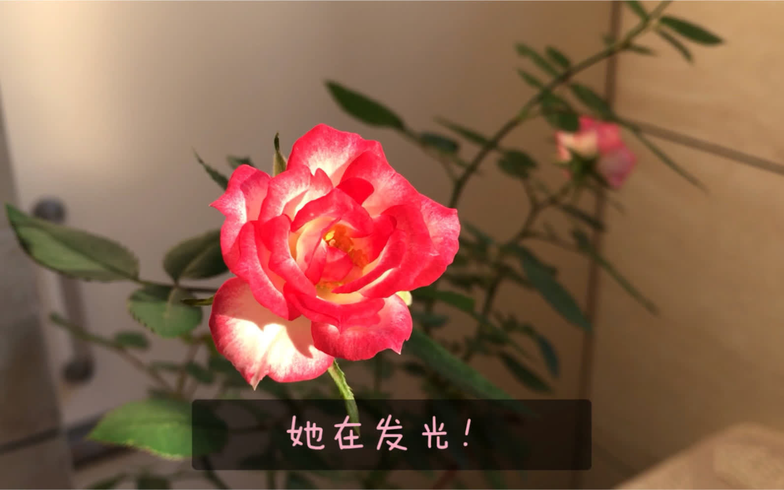 ...椿风?微型红双喜?她是旋转木马~反正是微月的颜值担当~以及微月养护