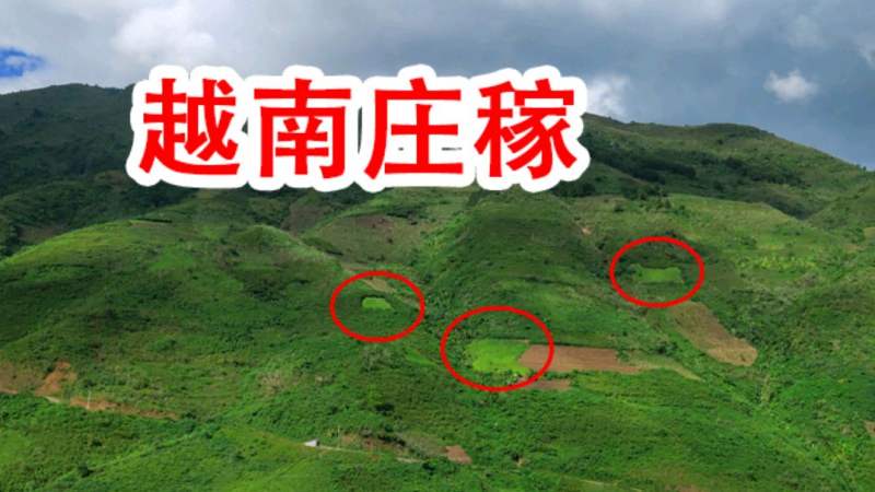 越南人把庄稼种在半山腰,这样的种植方式大家有见过吗