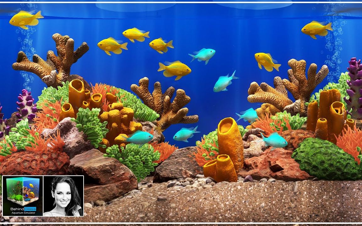 【葡萄吃月饼|搬运】水族馆模拟器 蓝绿色和黄色的铬鱼水族箱 by De...