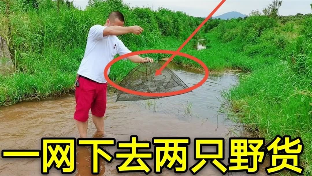 农忙收割水稻时,带上地笼网往深潭一放,一下午收获两只靓货