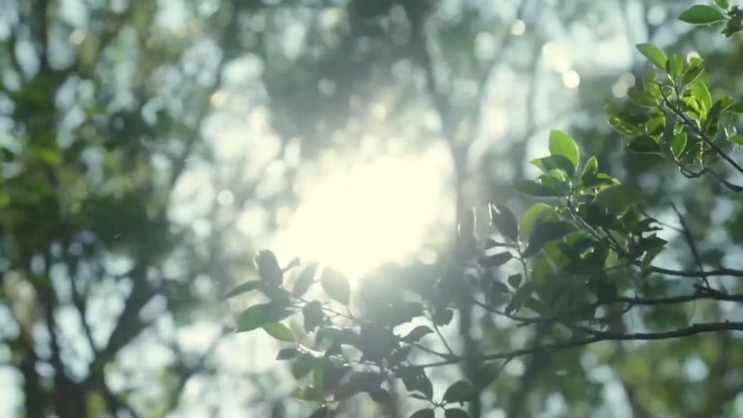 大自然之美——树叶篇