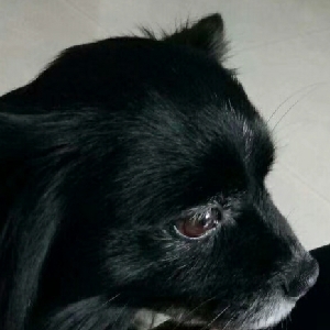 CllAzy 