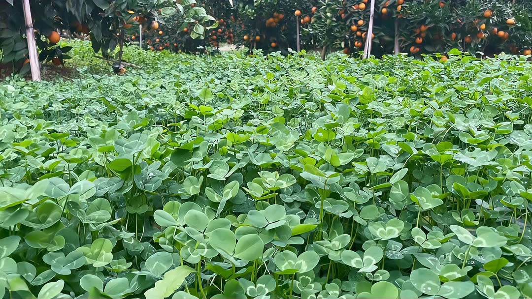 未来农业发展的方向,果园生草到底怎么样?基地实际效果一看便知