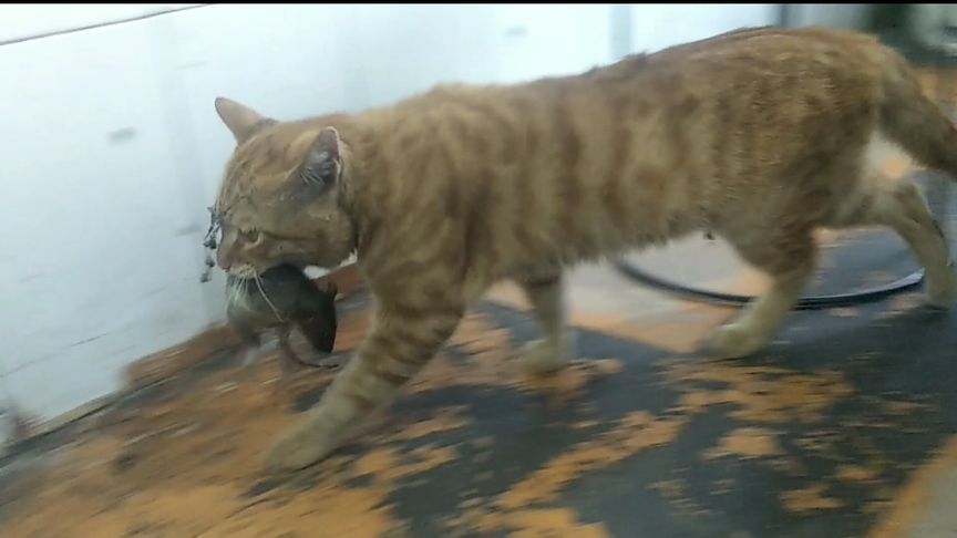 实拍猫抓老鼠全过程,田园猫表现好威猛,汤姆这下玩开心了