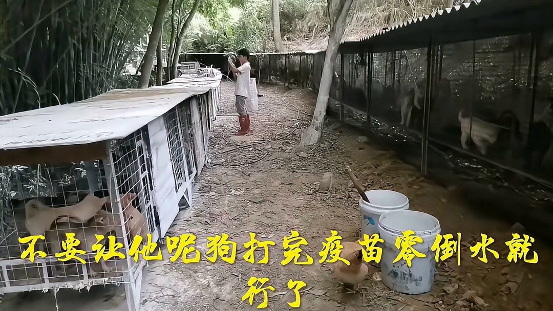 实拍土狗养殖基地,新手养殖土狗操作流程,第一天!