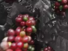   Arissto 品牌咖啡介绍英文