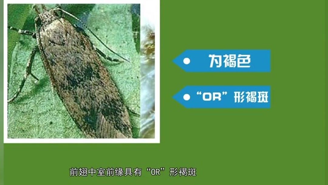 「秒懂百科」原来棉花棉大卷叶螟长这样