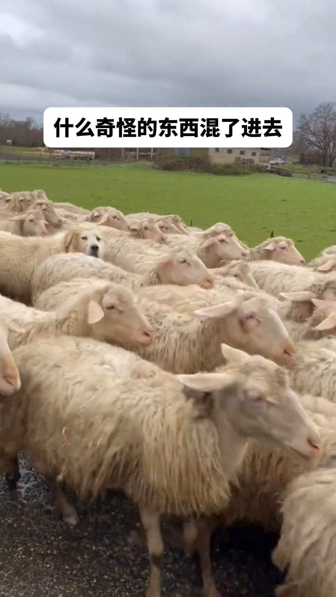 羊群里好像混进了不一样的东西,太像了,不仔细看谁能发现