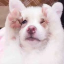 天天爱狗哥 