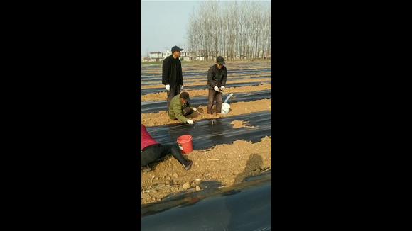 无絮杨树苗扦插