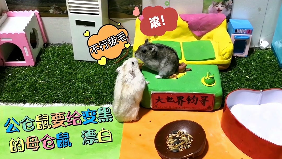 仓鼠真的会变颜色?我家这只还真变了,就问能不能拔了毛重新长呀