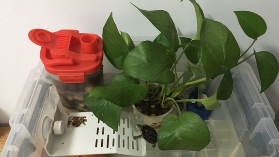 微型沼泽过滤生态循环系统,diy 改造了很多次