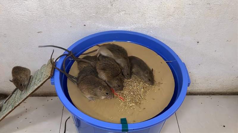 农村捕鼠神器,水桶与纸板制作简易捕鼠器,高效全自动超强捕鼠!