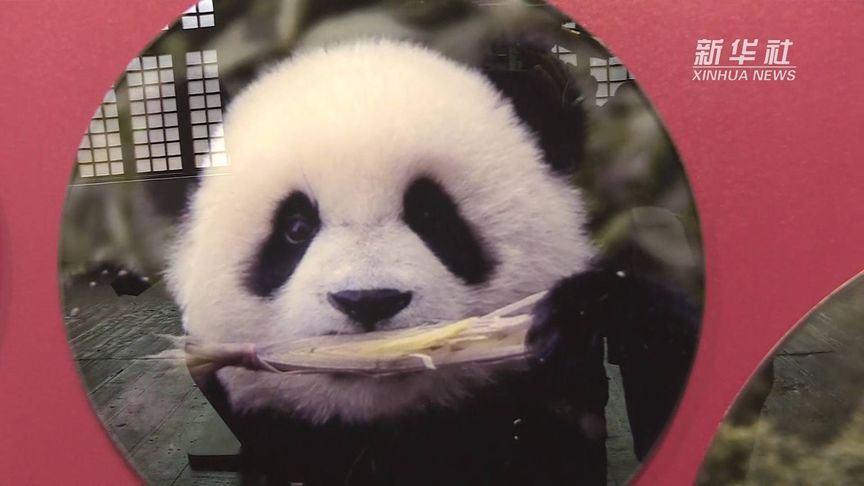 萌萌的大熊猫是这样长大哒!