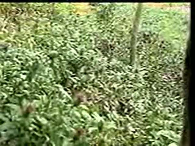 白术的种植技术,方法教学