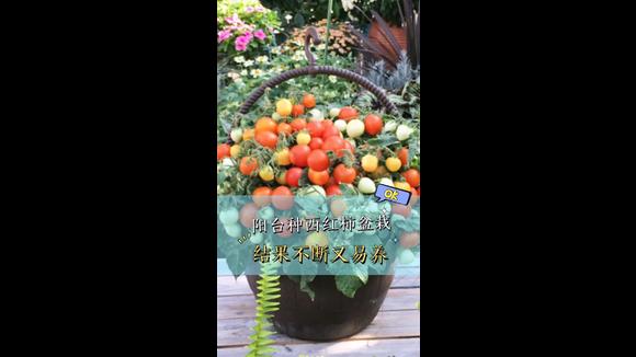 矮生小番茄盆栽,不占地,结果多,口感好,容易养