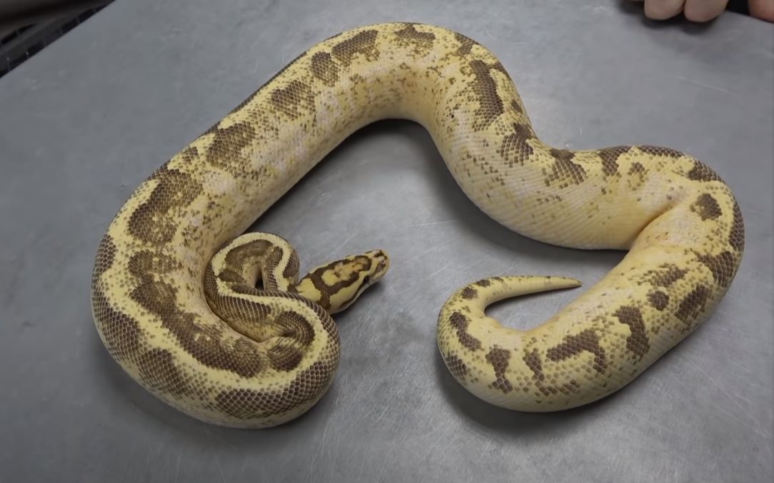 Featured Morph Spider Ball Python !蜘蛛球蟒组合