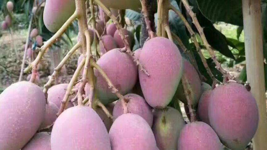 楼顶天台盆栽南方佳果芒果,玩下就好,丰产好吃还是地栽好