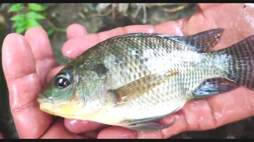 传统捕鱼:外国小伙教你如何抛网捕罗非鱼和各种巨鱼,学了不吃亏