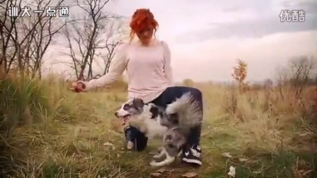 怎么样训练狗狗上厕所_训狗方法_训狗教程网