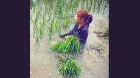 农民劳动真实画面:站在齐腰深泥水里栽种水稻,看到如此艰辛再浪费...