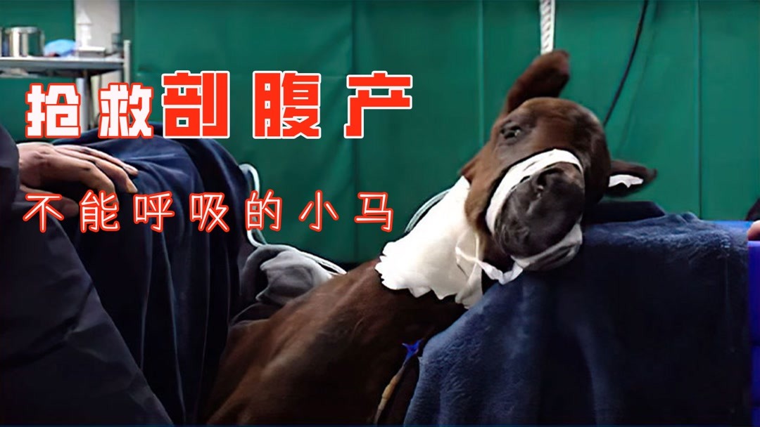 母马竟需要这样分娩?全程痛苦,带你走进动物的生娃世界!