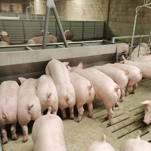 浠水摆摊鸡腿哥 