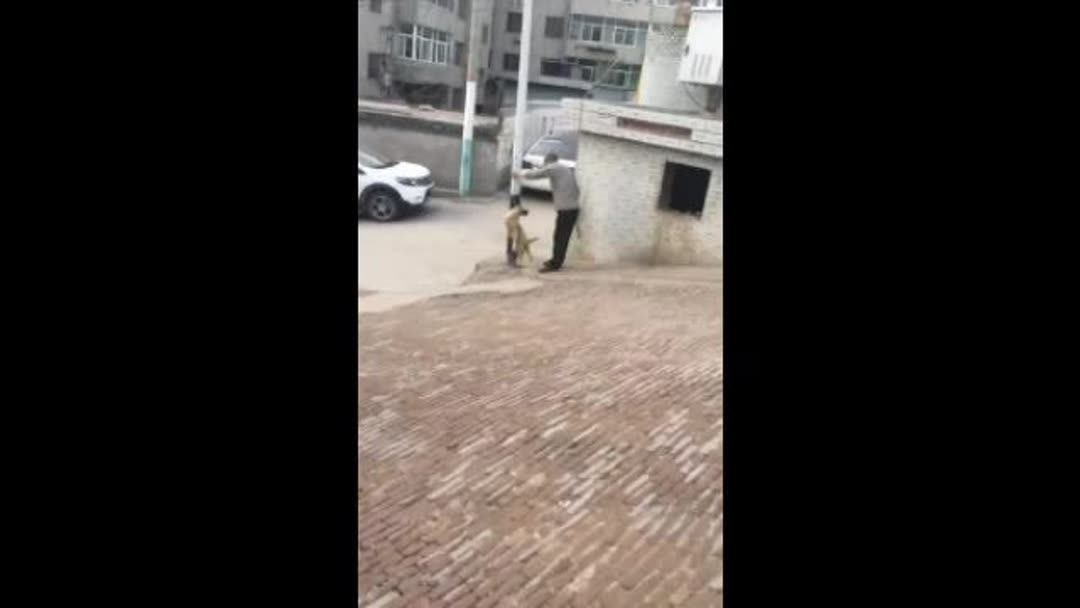 实拍男子街头用刀刺狗血流不止 捅死后抛到桥下