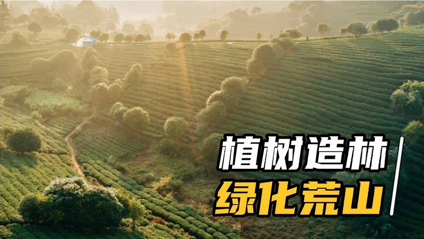 植树造林20年有效果吗?大西北的山路都没法走车子了!