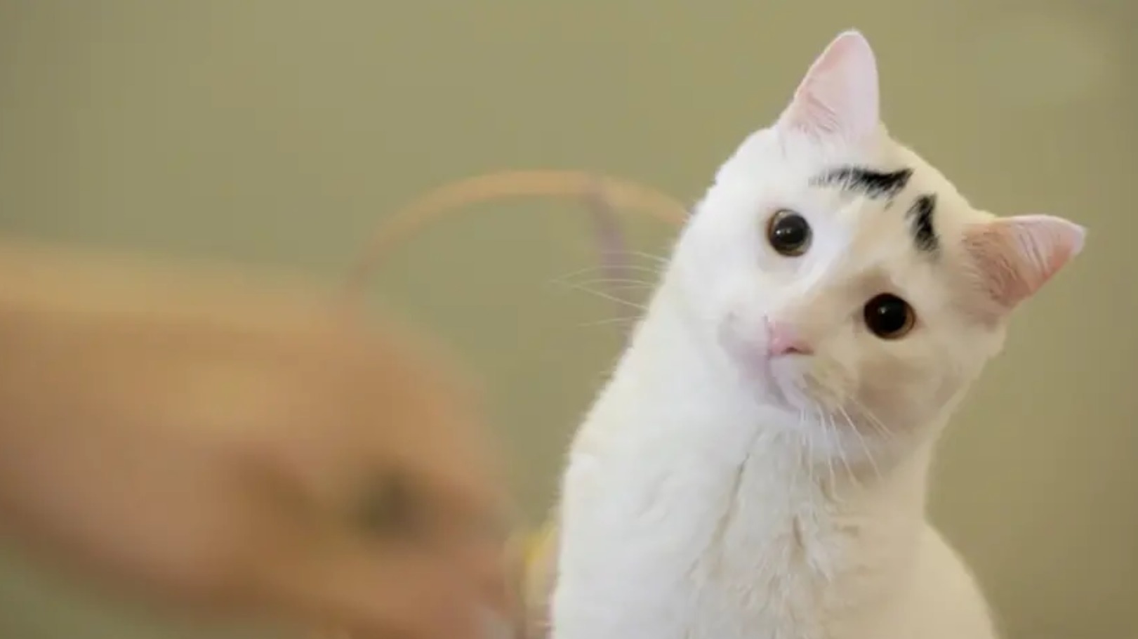 猫界行走的"表情包",要不是亲眼所见,都不信是真的