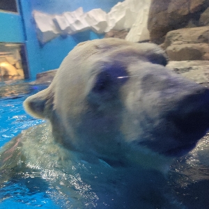 煎饼狗子呦呦呦 