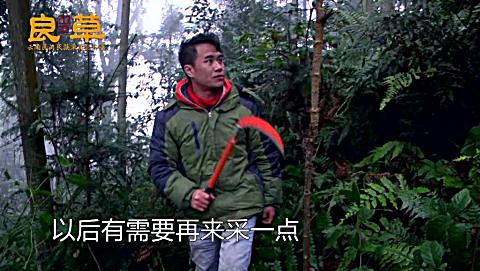 楤木, 【主治】风湿关节痛;腰腿酸痛, 是一个非常难得的好药材啊