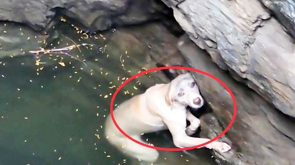 狗狗被困水井中,眼神无助惹人心疼,多亏好心男子下井救助