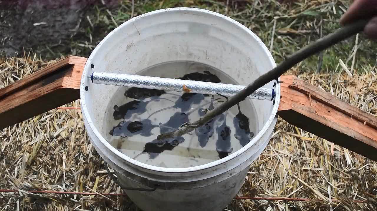 用一个塑料桶自制捕鼠器,老鼠会上钩么?原来抓老鼠这么简单
