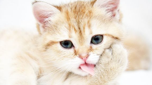 猫奴检测指数,看看你是不是足够当一个猫奴