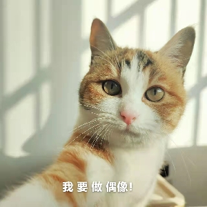 高牌也不是不行 