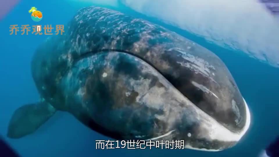 世界上寿命最长的5种动物,最后1位世界上唯一不会死亡的生物!