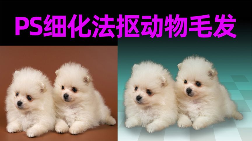 PS细化工具抠动物 PS画笔工具绘制投影