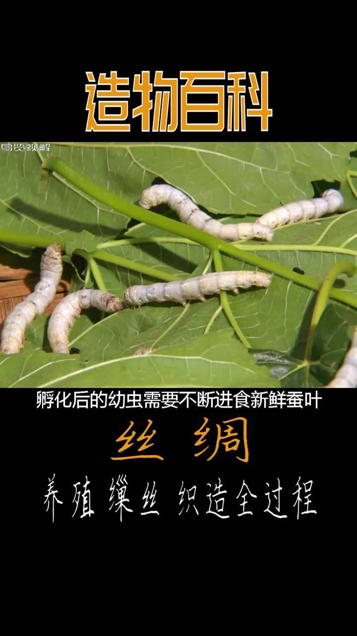 你知道一只蚕,是怎么变成丝绸面料的吗