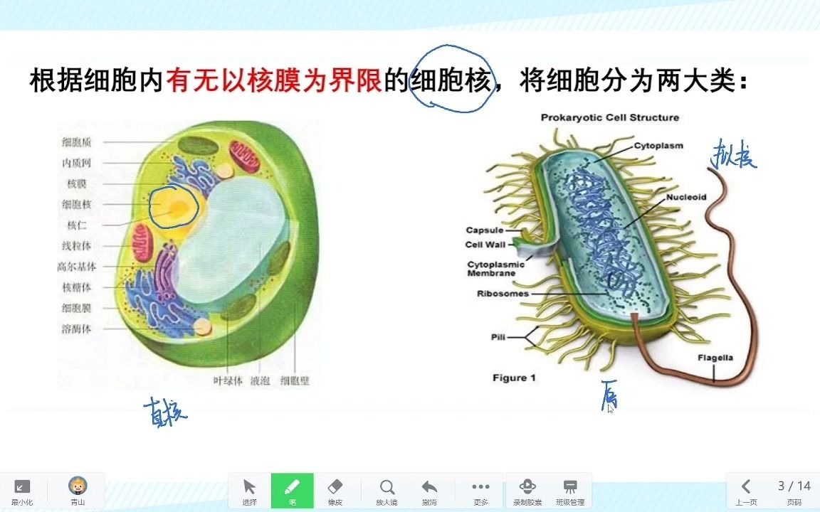 细胞的多样性和统一性