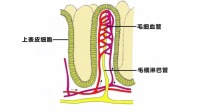 贝壳网——初中理化生实验精品课 第47集 观察小肠的结构