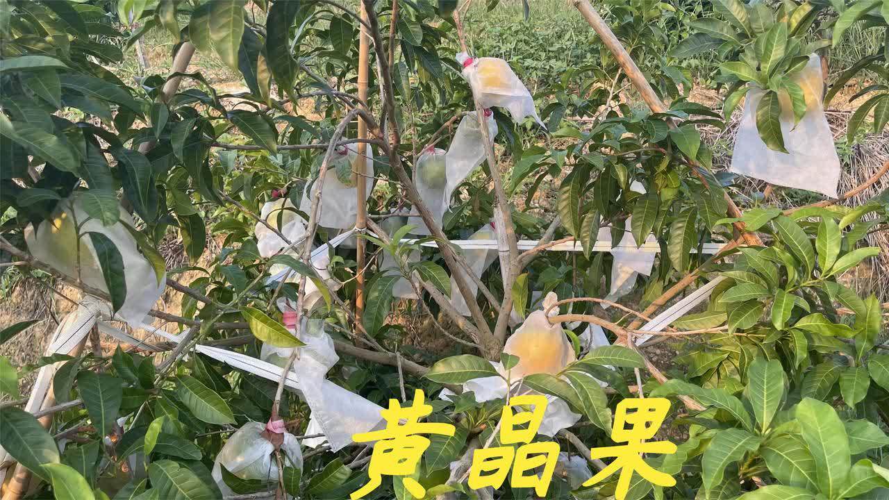 很多网友都不信黄晶果有这么高产,老林今天给大家看看