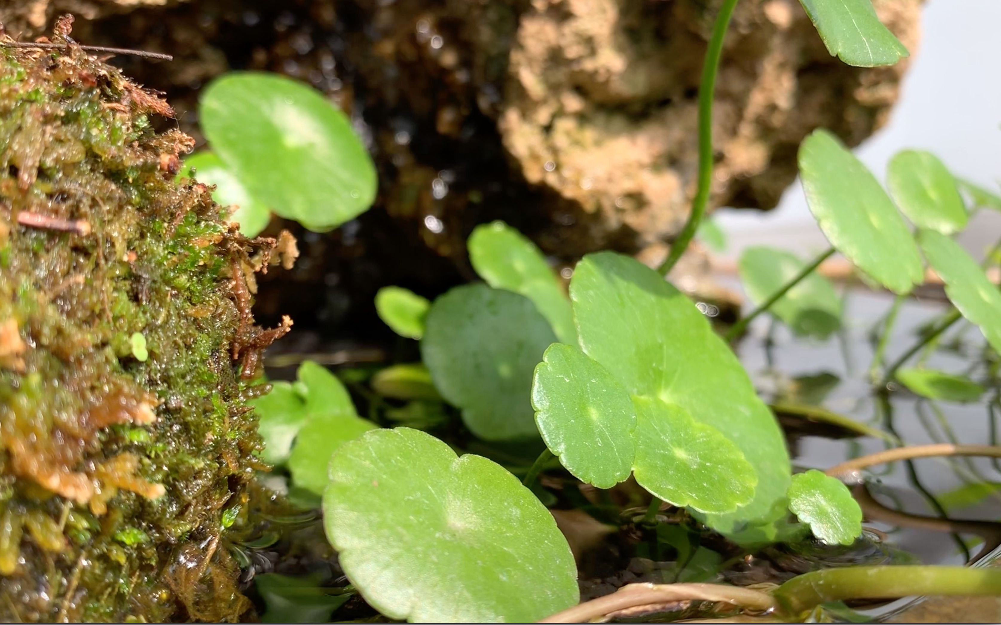 【松爷私制】微型沼泽生态系统 奇葩假山造景,开缸心得及植物