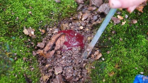 挖掘现场在无人岛寻找到天然形成的红宝石