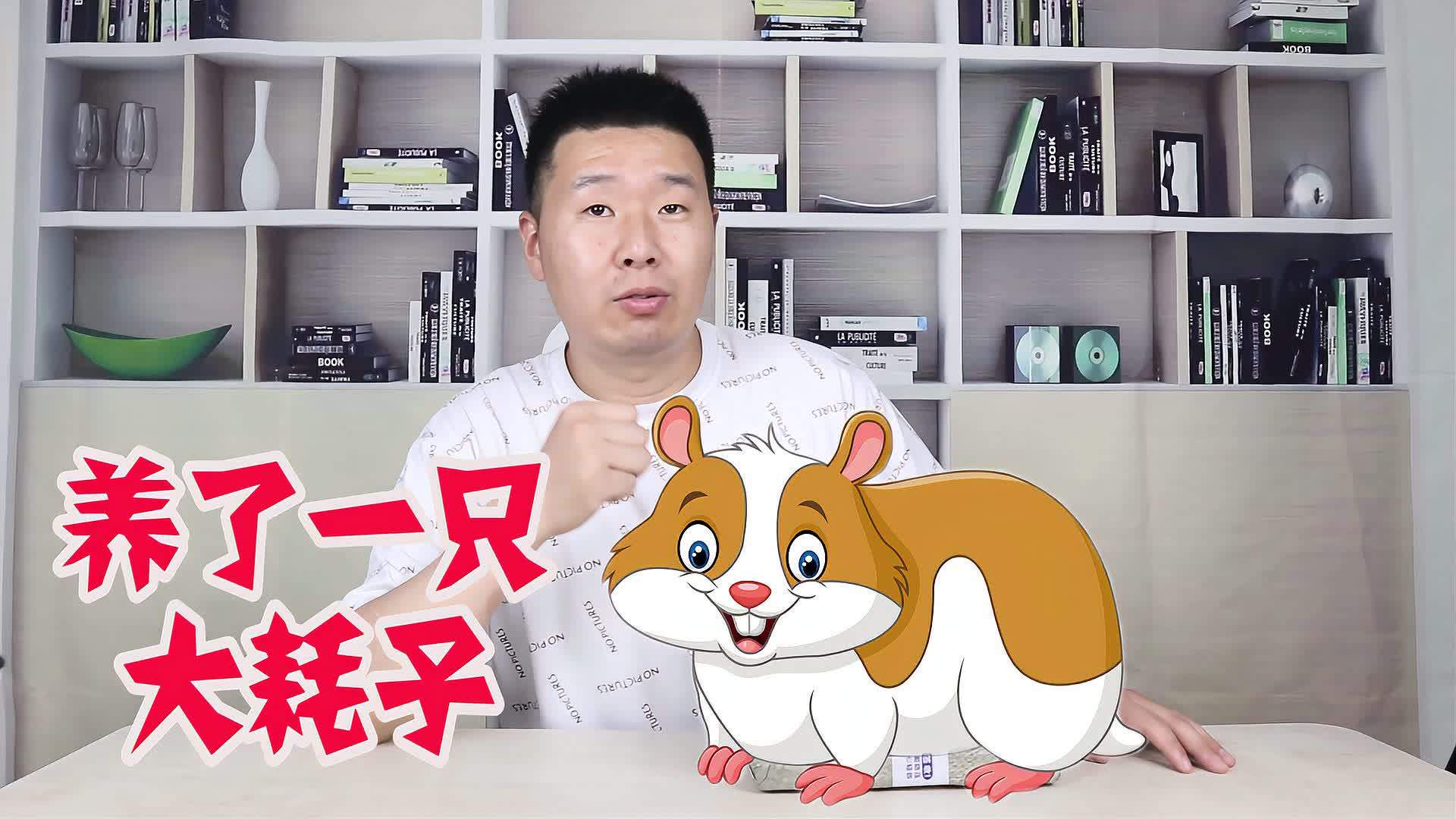 大耗子开箱:200元买了一只很萌的鼠,这也太可爱了吧