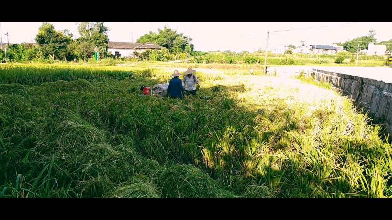旅行途中见到的手工收割稻谷,不是太年轻太天真,是天真热