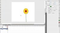 flash cs5视频教程 绘制向日葵